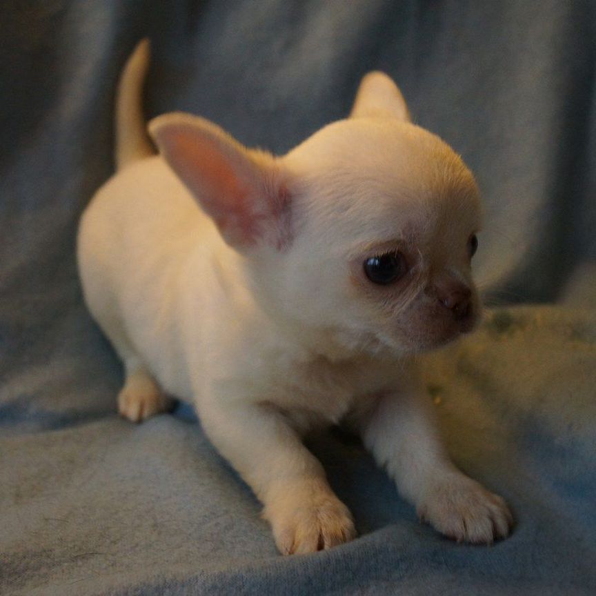 Мальчик чишка