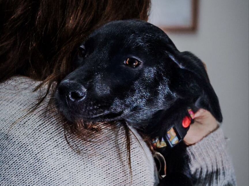 Багира привитая собака в добрые руки