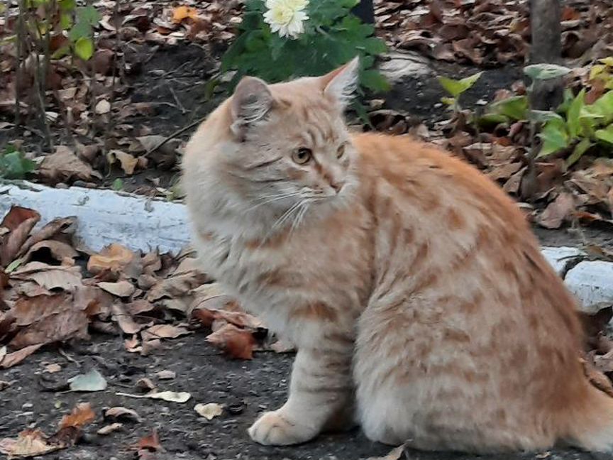 Рыжий молодой котик в добрые руки