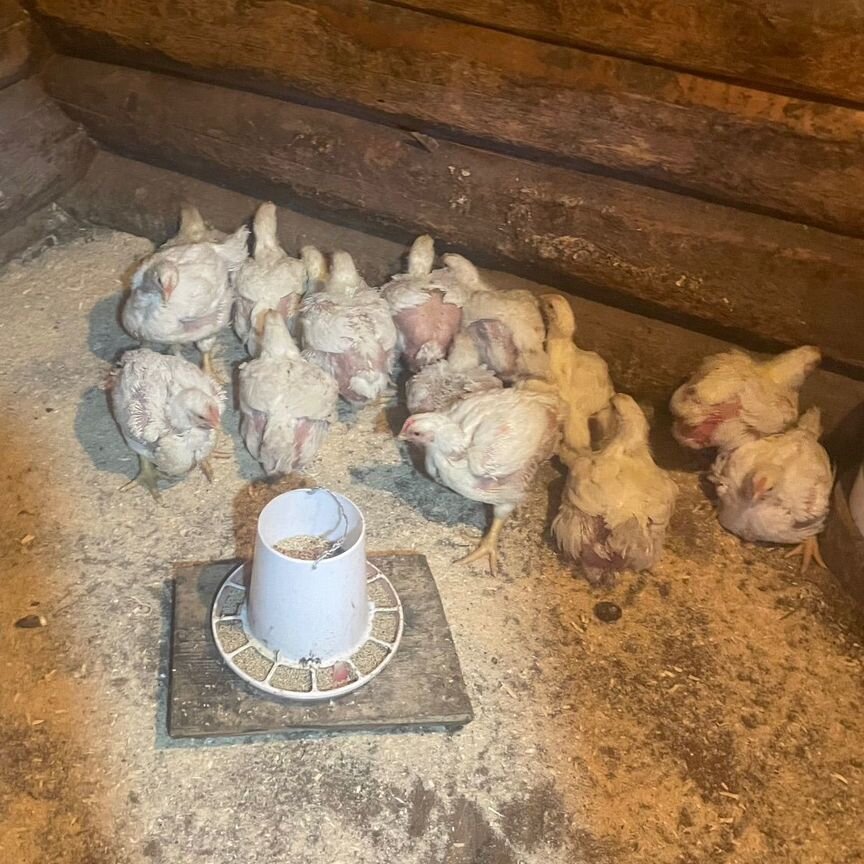 Цыплята бройлеры