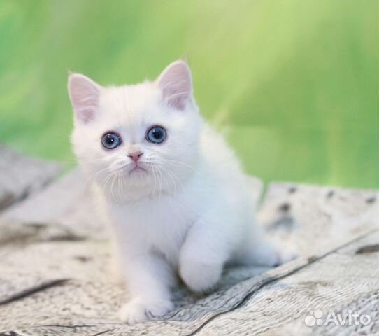 Синеглазый мальчуган