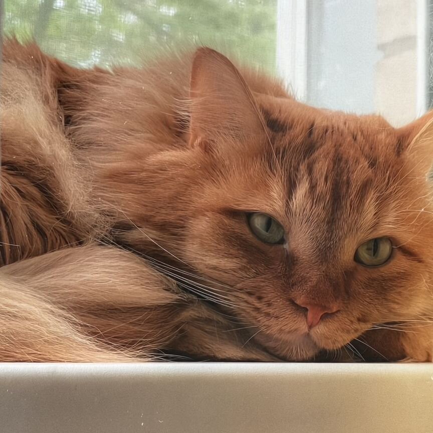 Взрослый кот в добрые руки