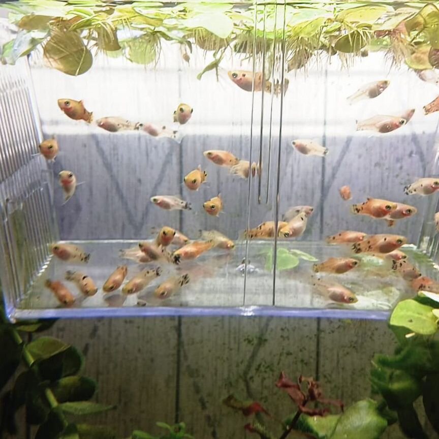 Малек, мальки пецилии