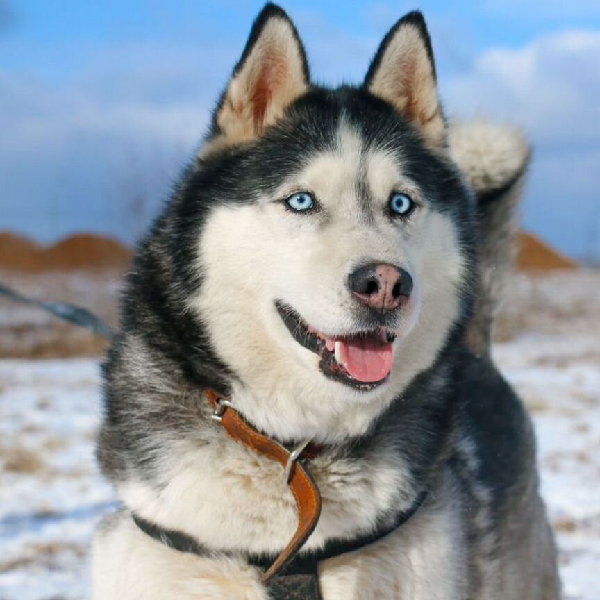 Хаски в добрые руки