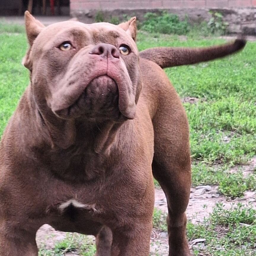 Американский булли классик