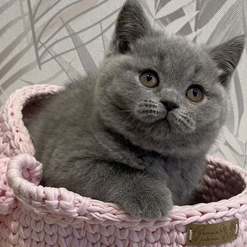Британский короткошёрстный котёнок