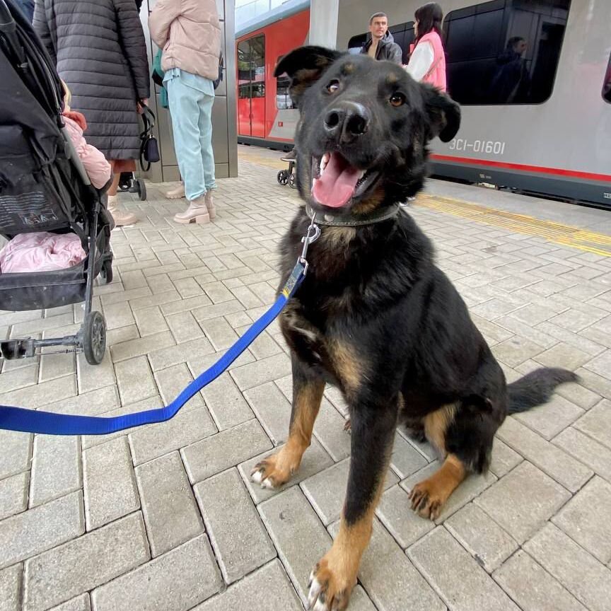 Роскошный чёрный немец овчарка в добрые руки