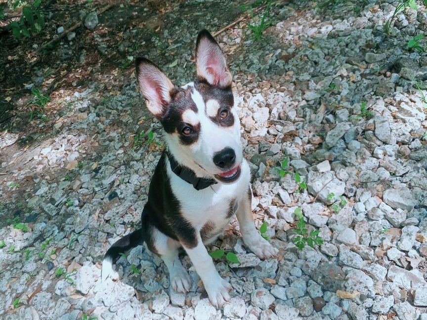 Сибирский хаски