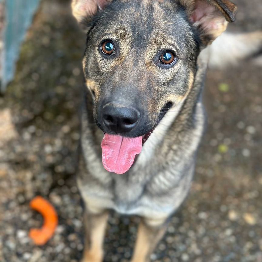 Лили из Некрасовского приюта