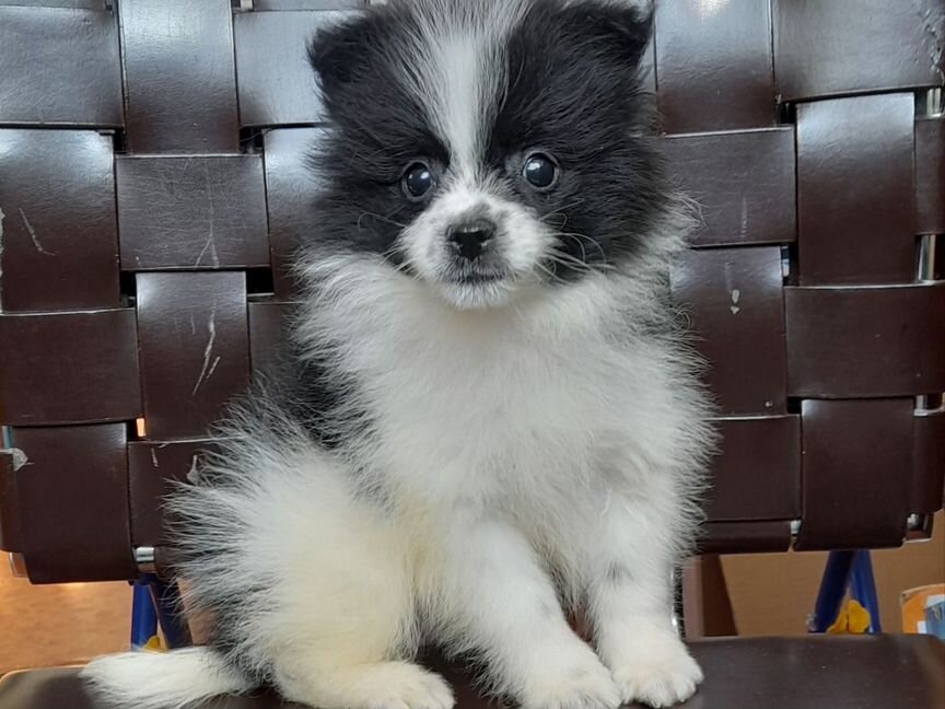 Щенок Шпица питомник