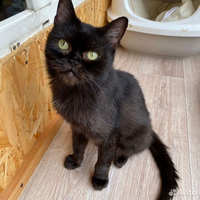 Кошечка Кобра-ищет добрый домик