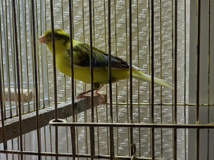 Кенары взрослые