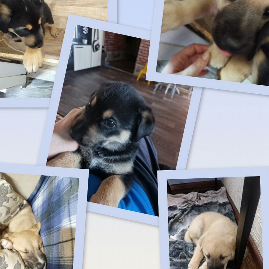 Щенок в добрые руки