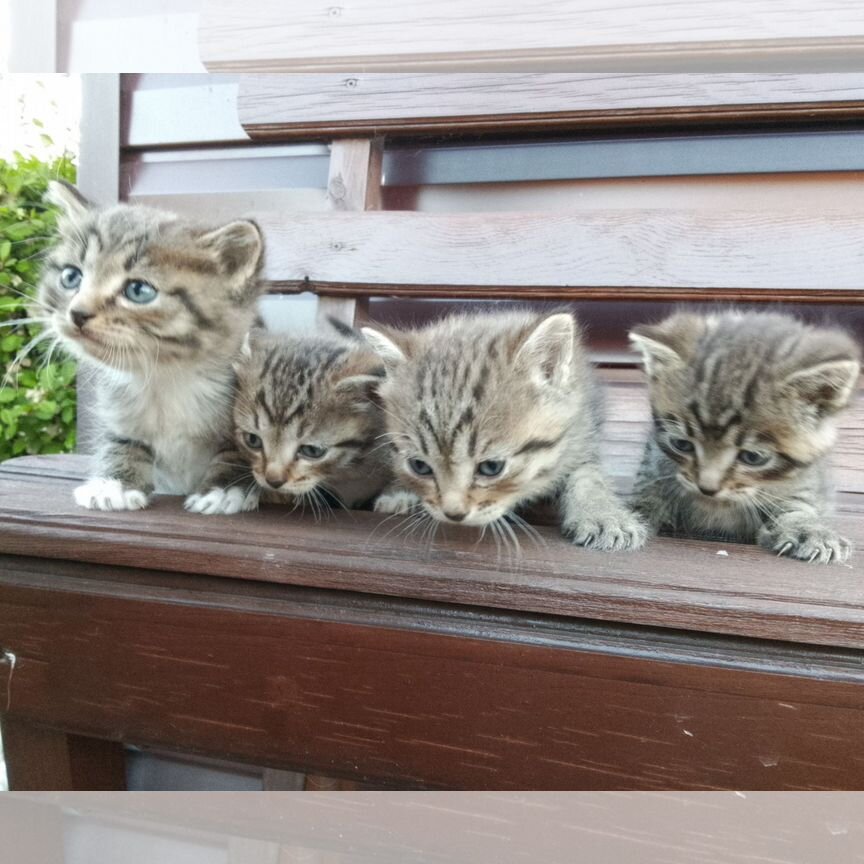Котёнок в добрые руки