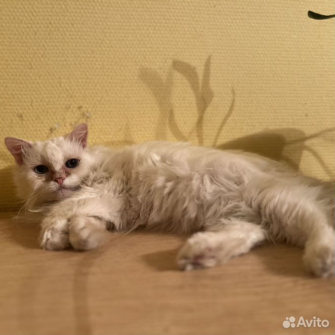 Кошка Дашка 17 лет