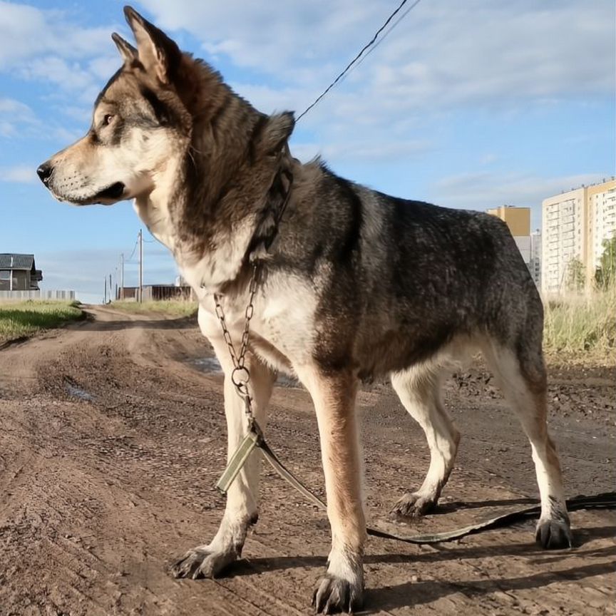 Волкособ, щенок