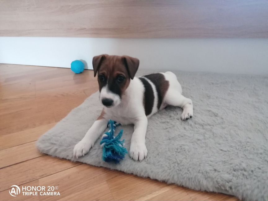 Фокстерьер гладкошерстный