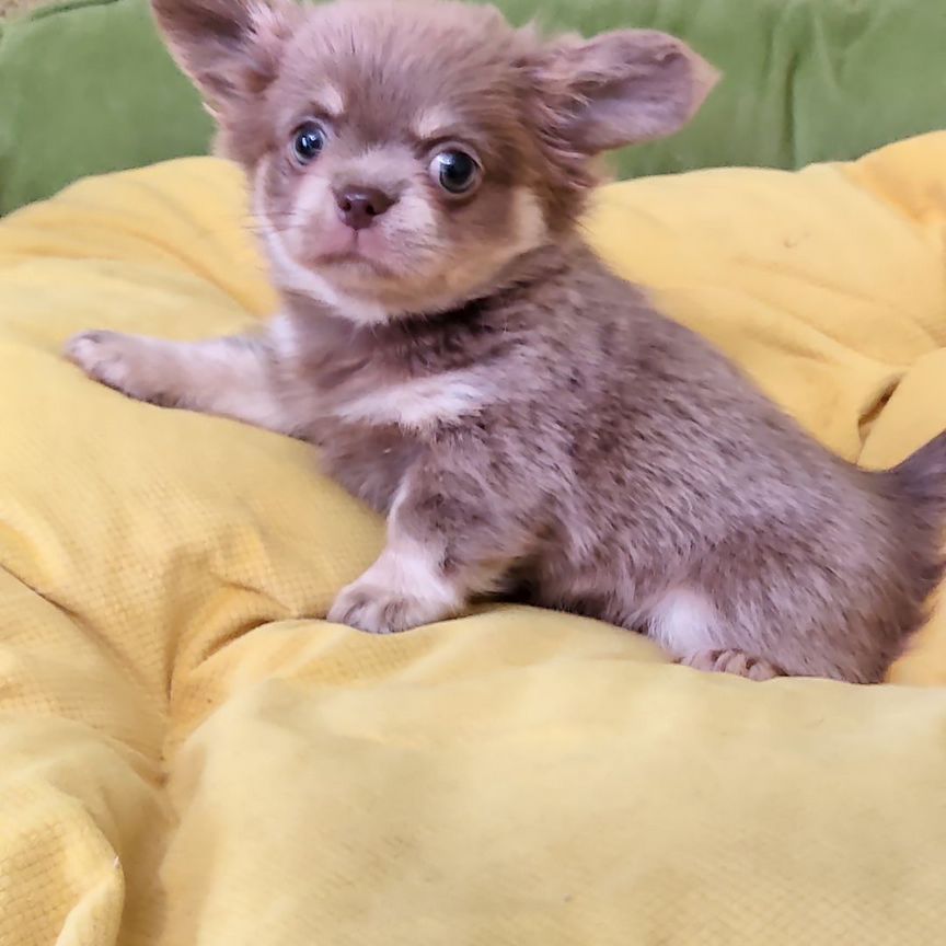 Лиловый зайка