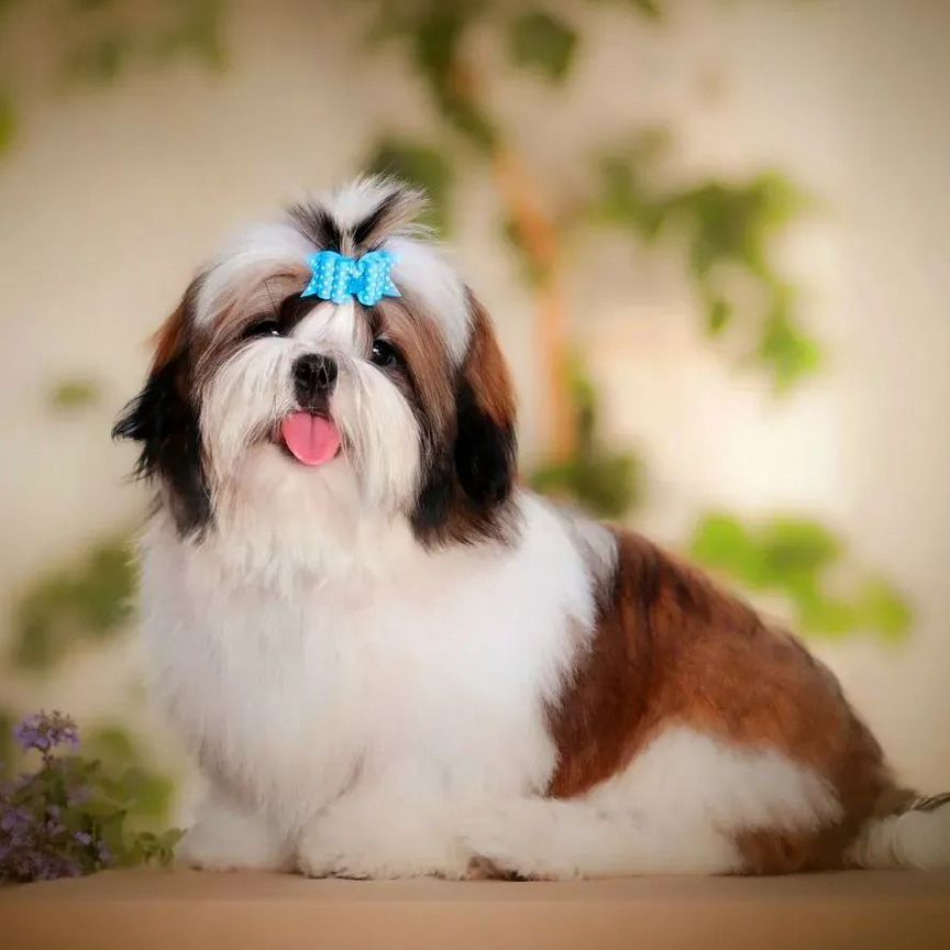 Ши-тцу, щенок