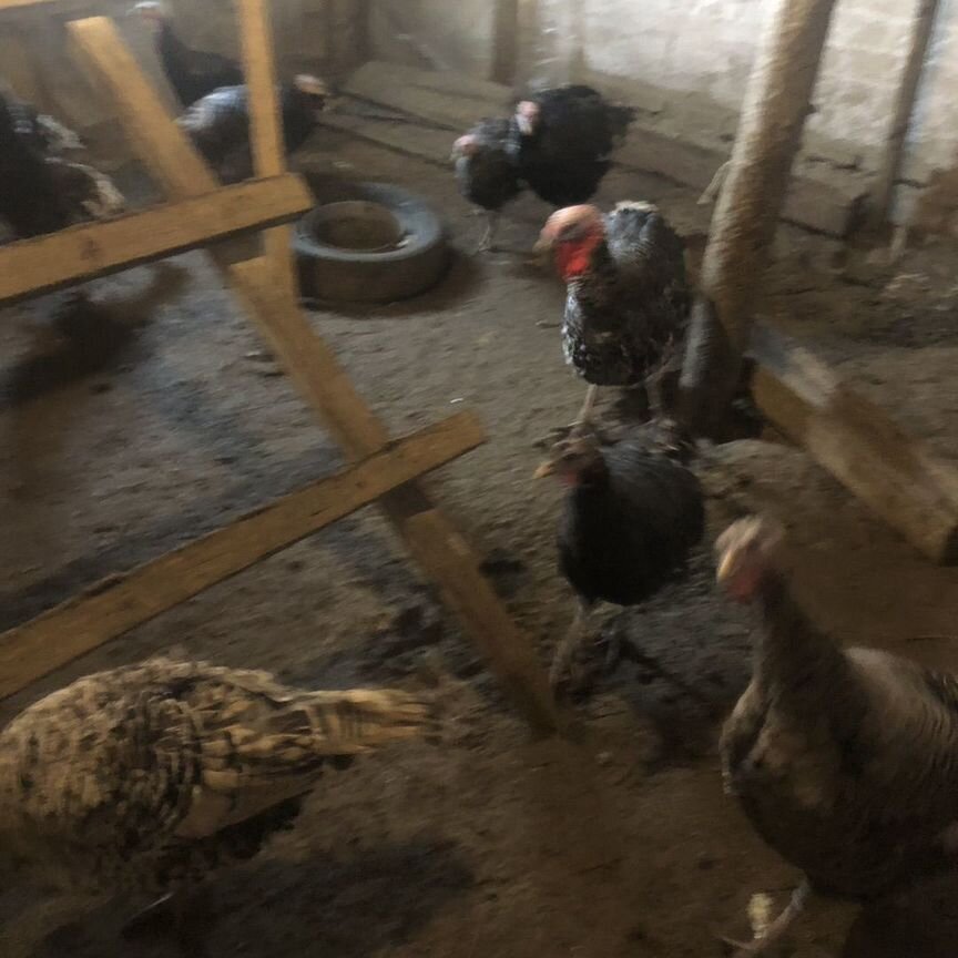 Индюки домашние