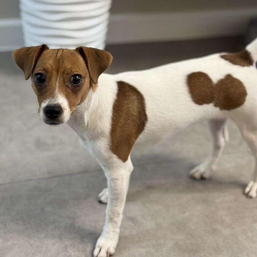 Джек рассел терьер