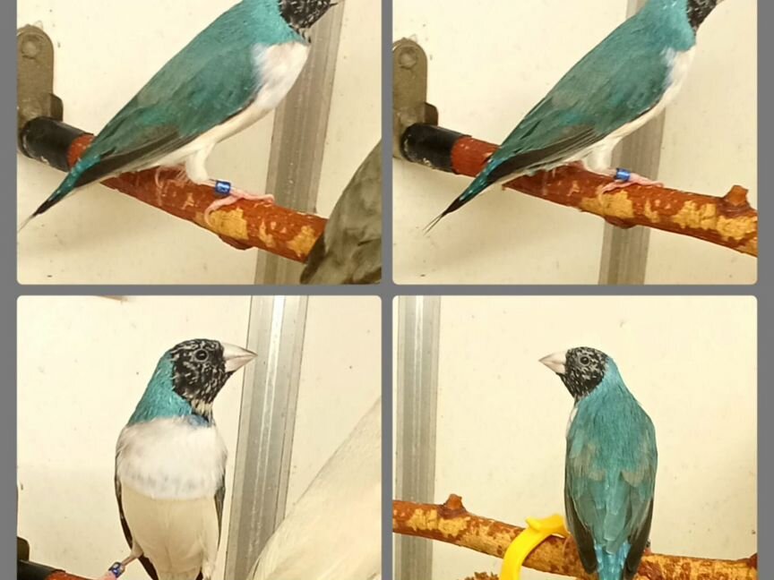 Самец Амадины Гульда (синий)