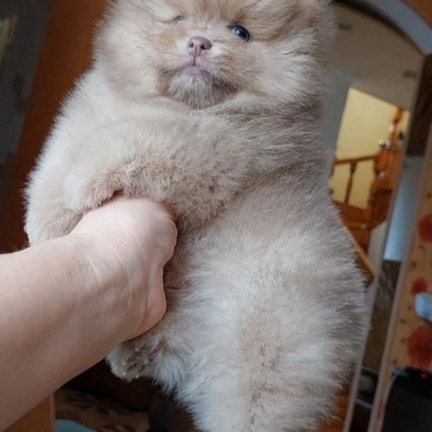 Шпиц