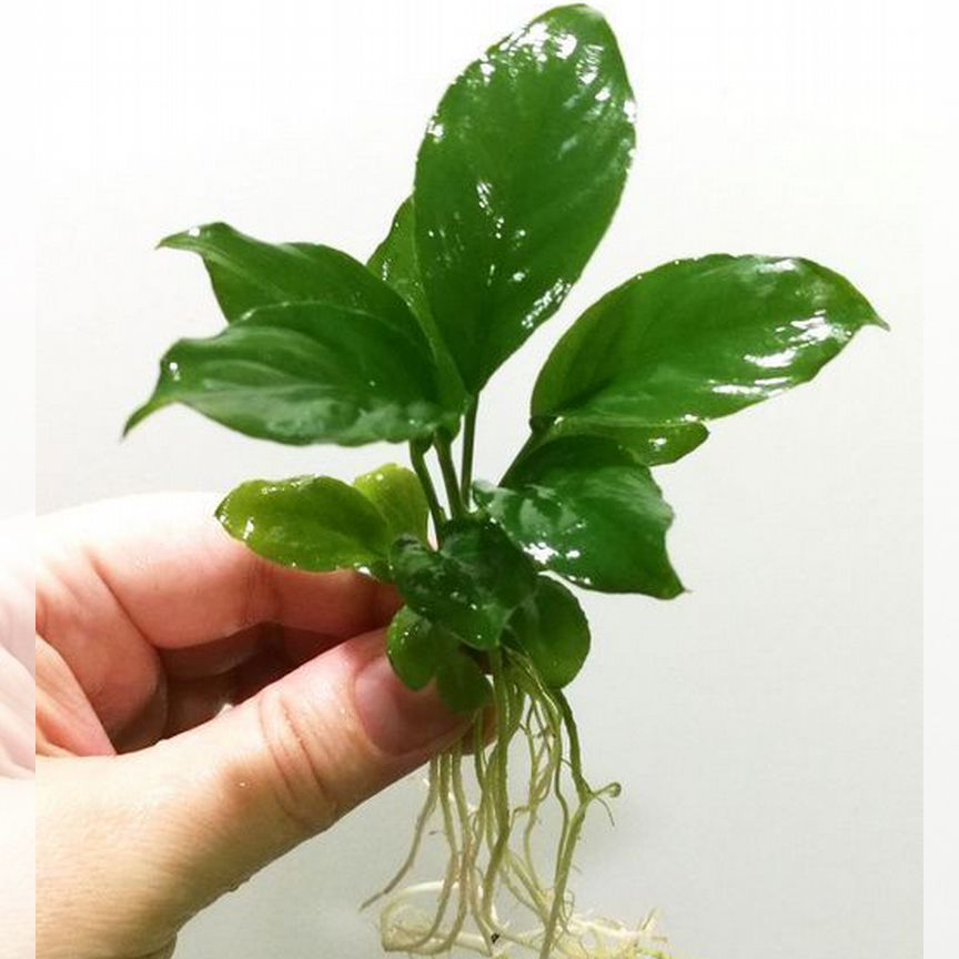 Аквариумное растение