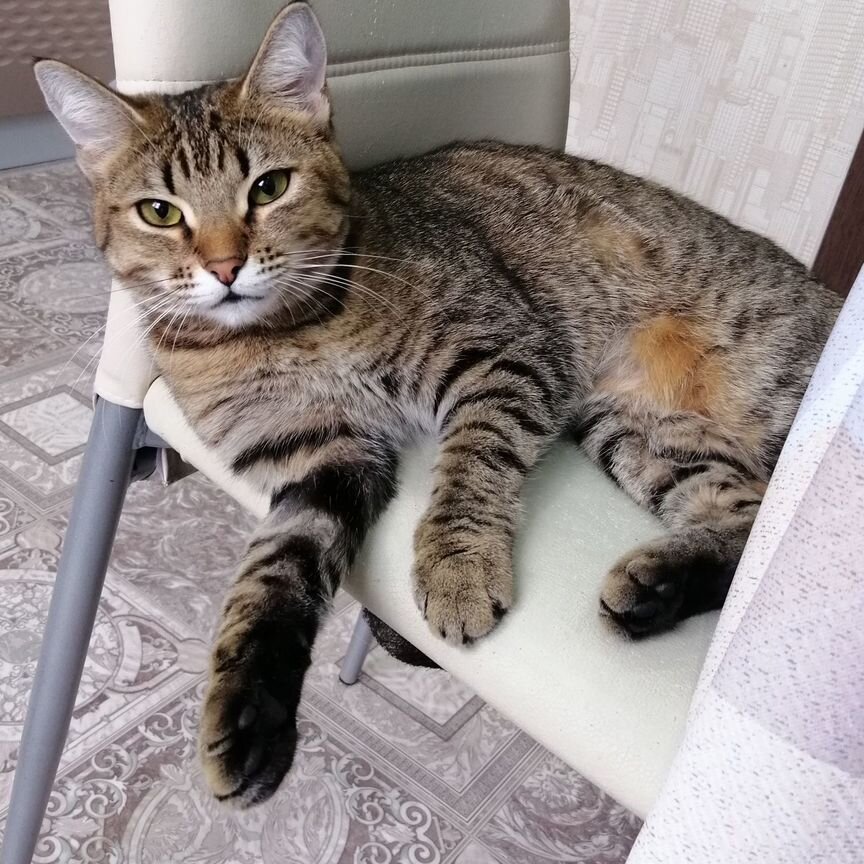 Взрослая кошка в добрые руки