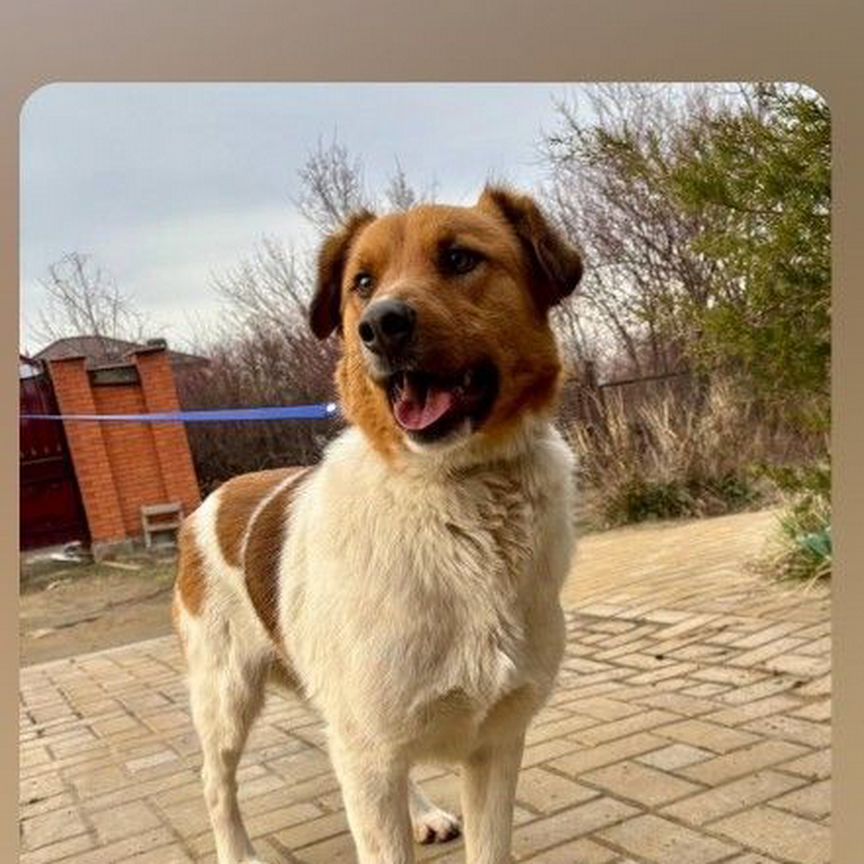 Друг и охранник в добрые руки