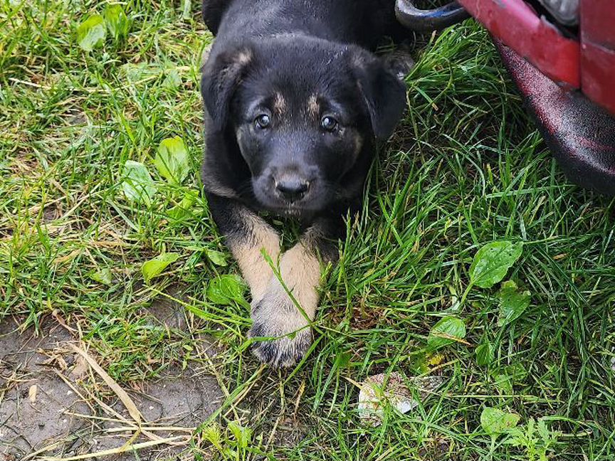 Собака в добрые руки