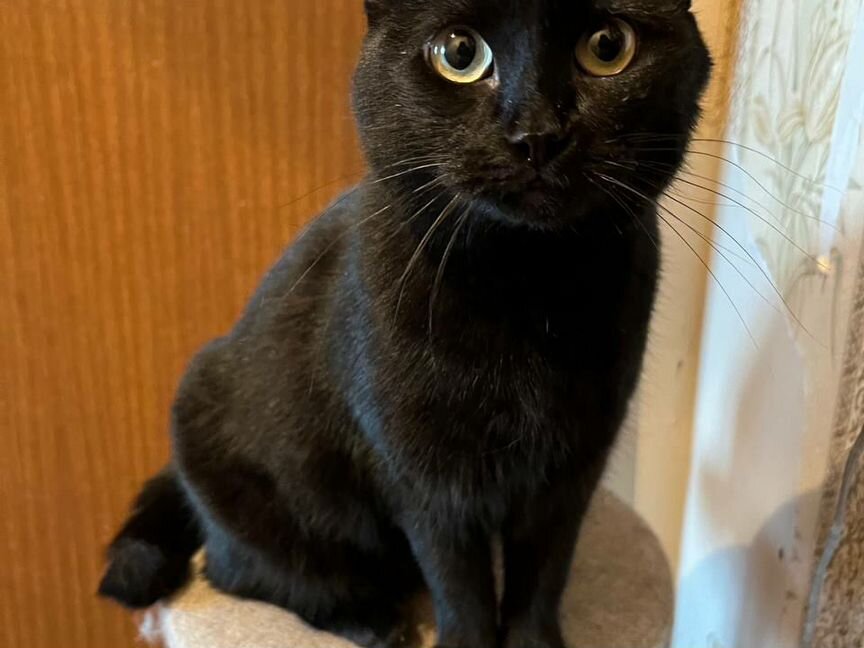 Кошка