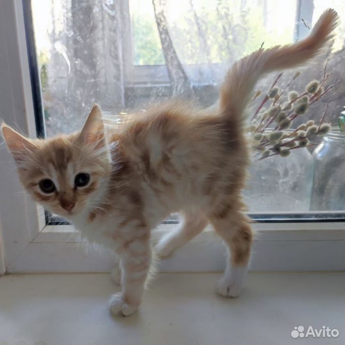 Котенок Бонечка