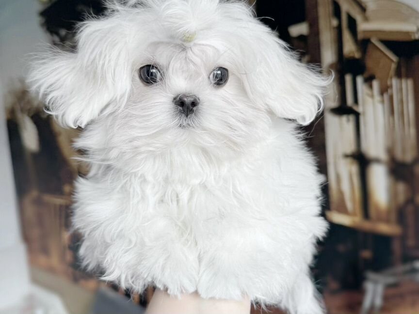 Микро мальчик мальтезе Корея : не мальтипу