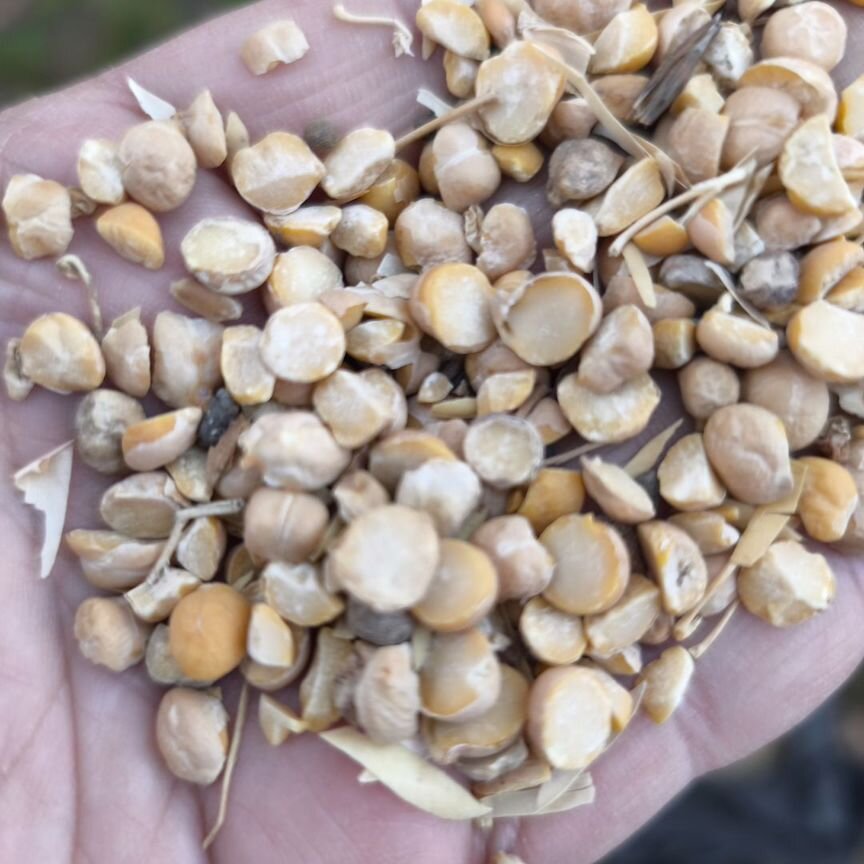 Половинки нута. Отходы гороха