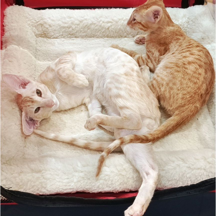 Ориентальный котёнок