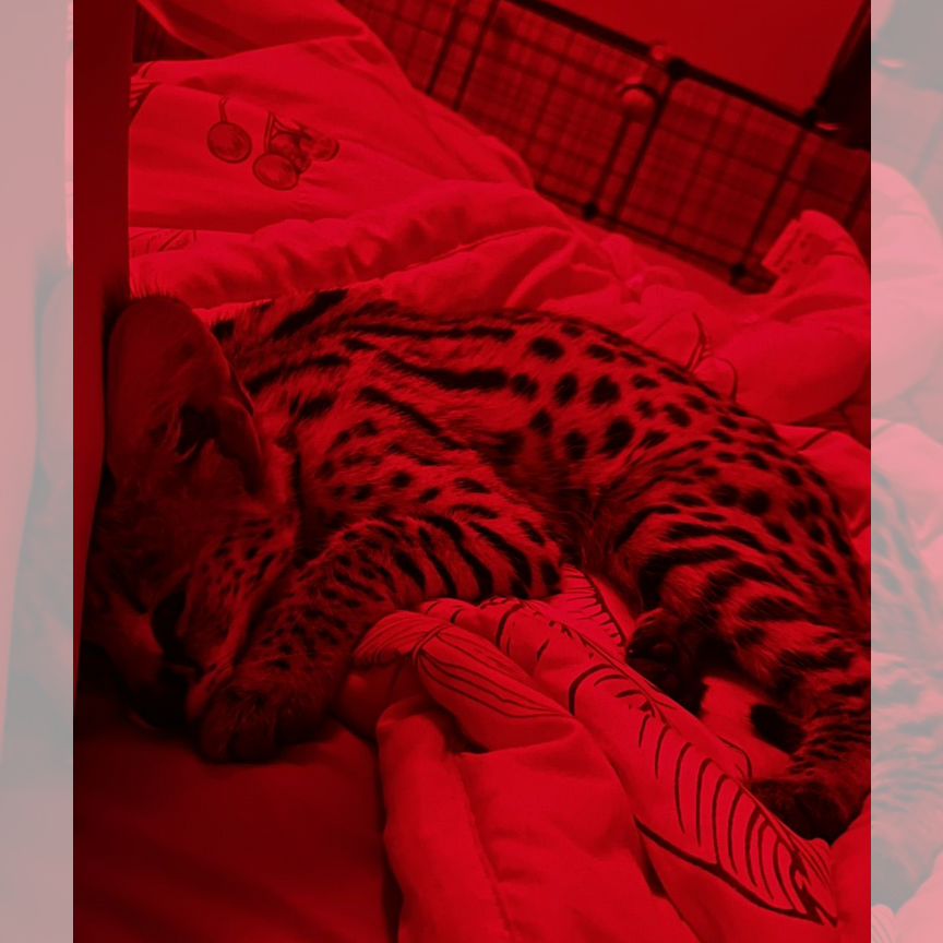 Котёнок от частного владельца