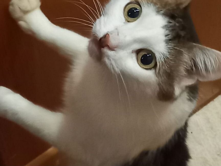 Хвостик в добрые руки