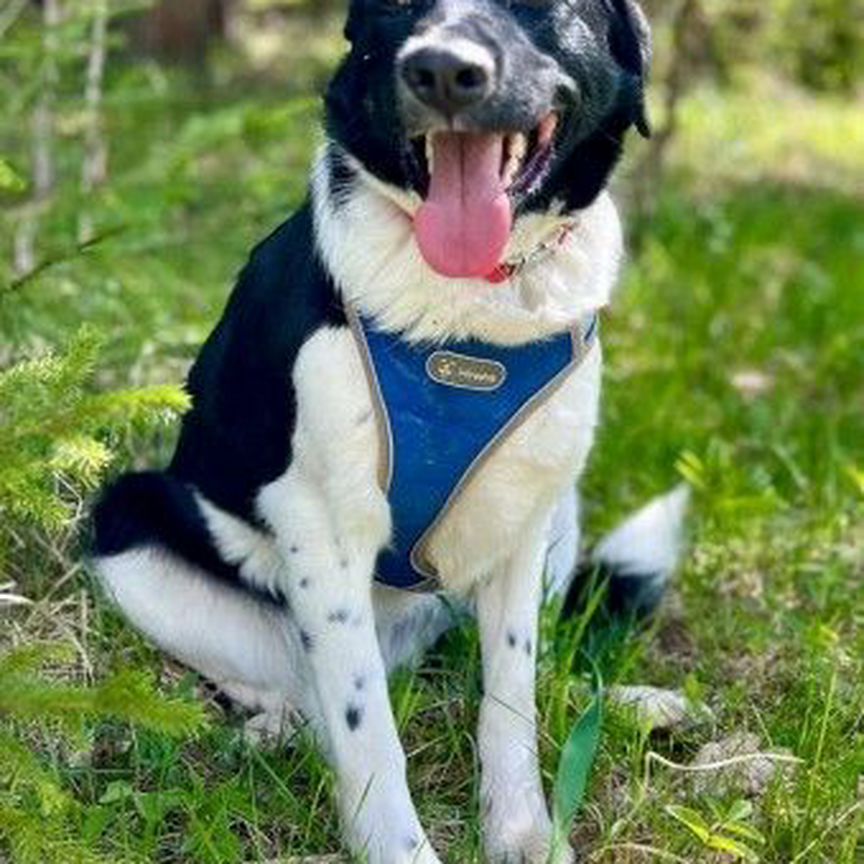 Красавец Шелдон ждет вас