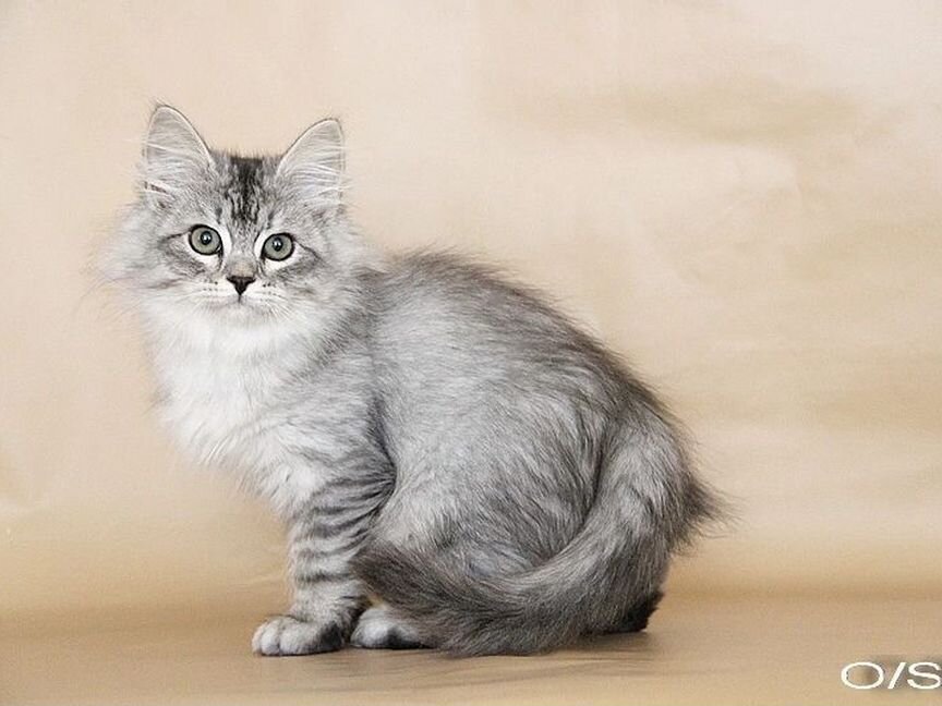 Сибирский котик