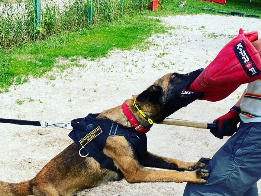 Бельгийская овчарка малинуа