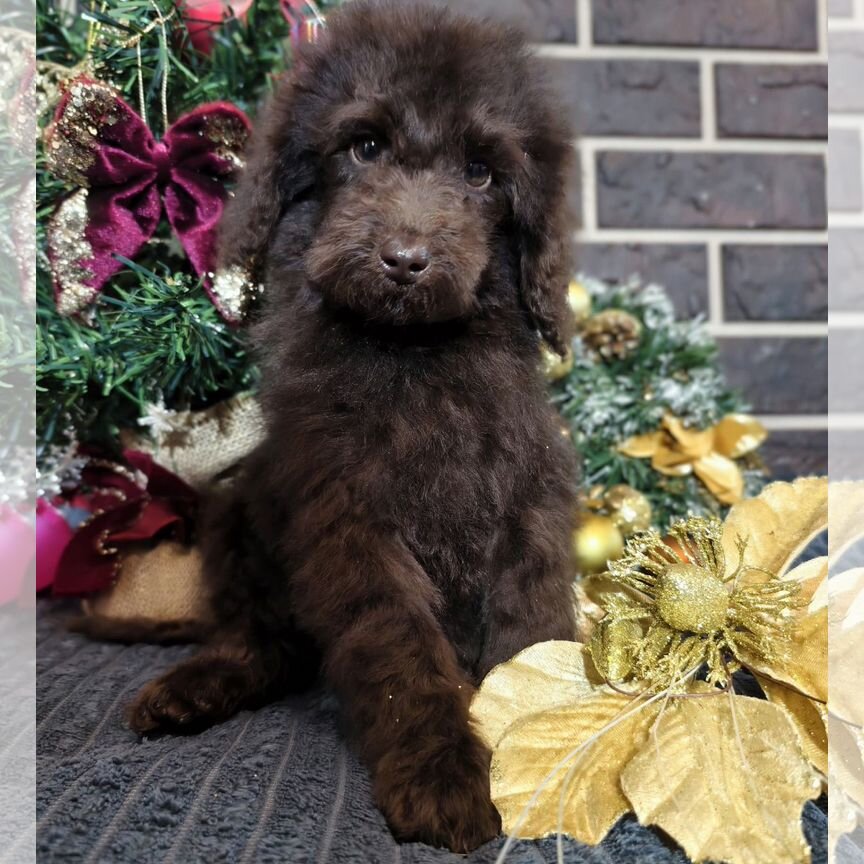 Той-пудель, щенок