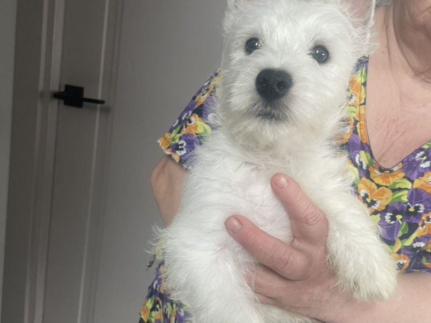 Вест хайленд уайт терьер щенки