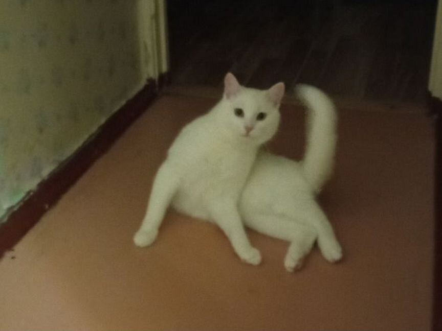 Кот в добрые руки 11 месяцев