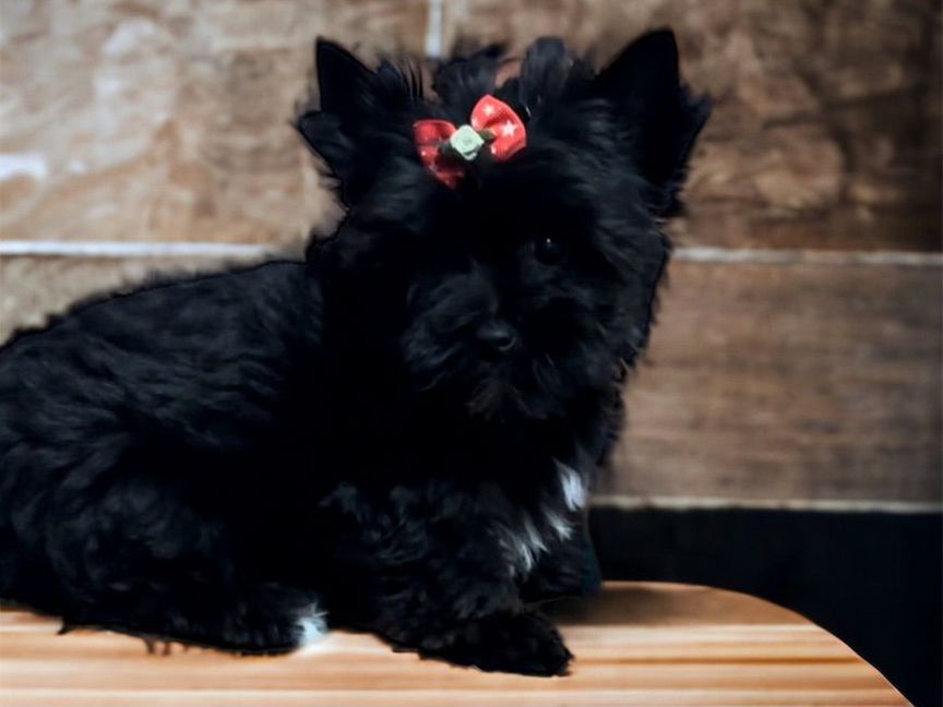 Собака маленькая порода