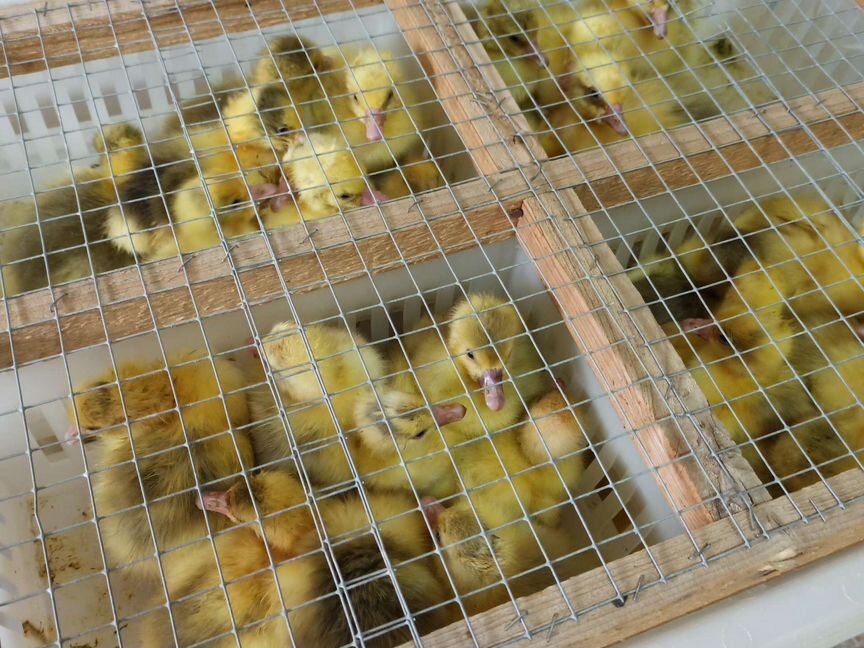 Гусята суточные