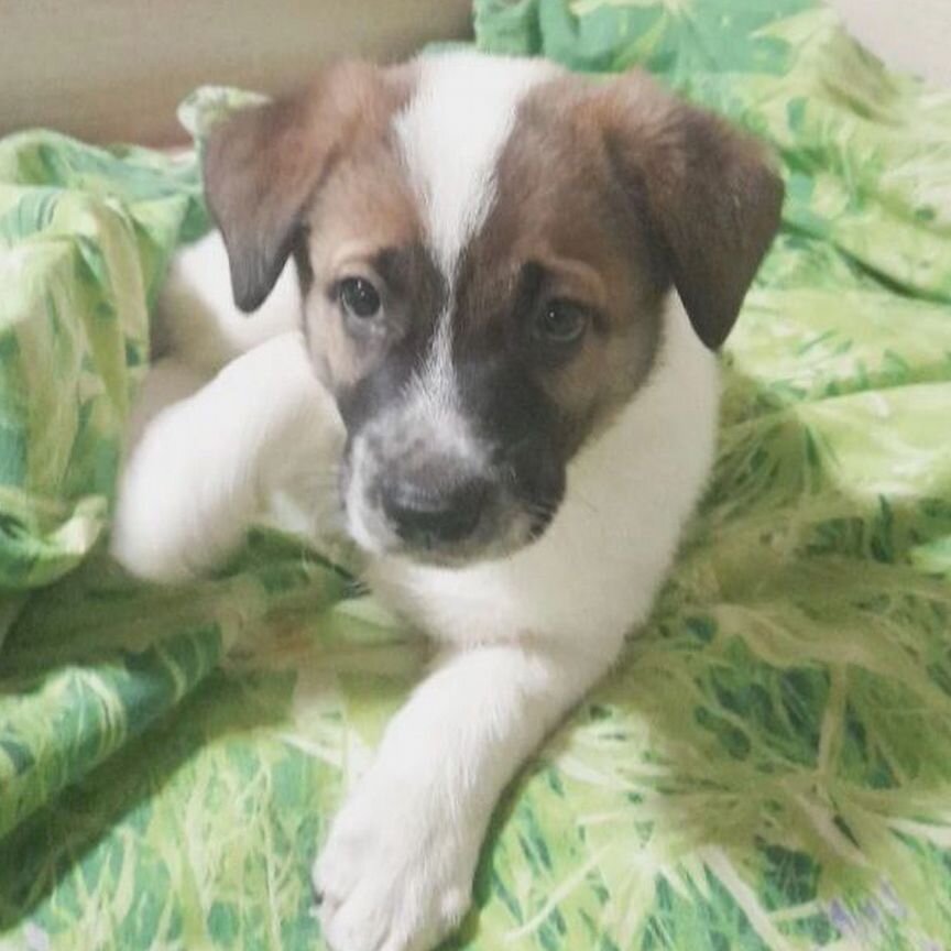 Щенок в добрые руки