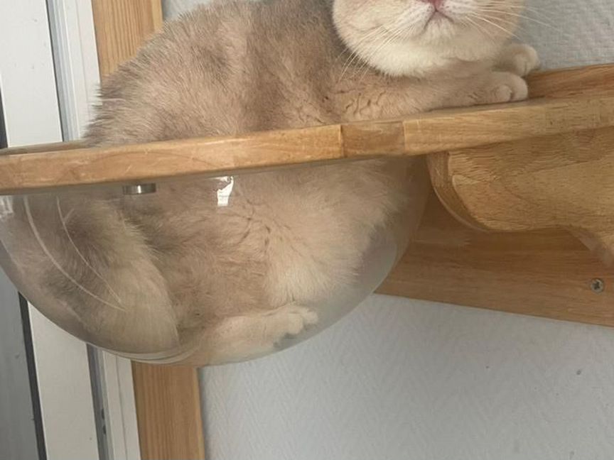 Золотая шиншилла