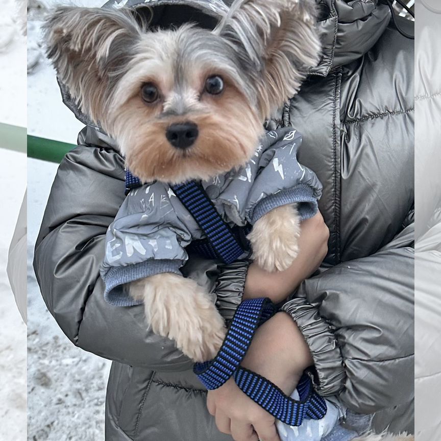 Йоркширский терьер, взрослый пёс