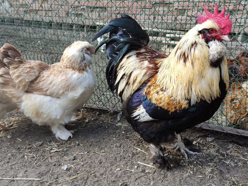 Фавероль лососевая